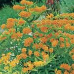 5 Native Plants to Add to your Michigan Garden | Home | seenthemagazine.com
