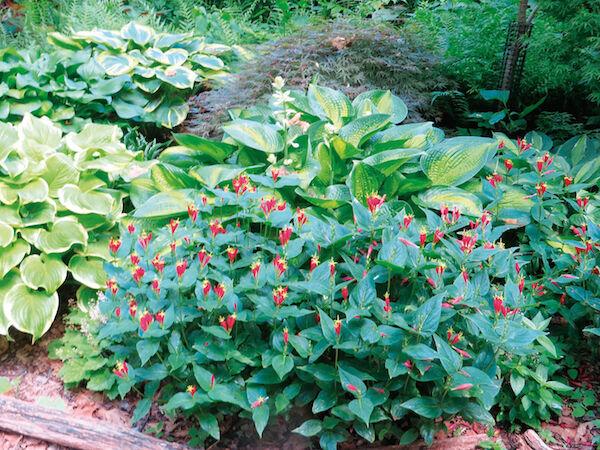 5 Native Plants to Add to your Michigan Garden | Home | seenthemagazine.com