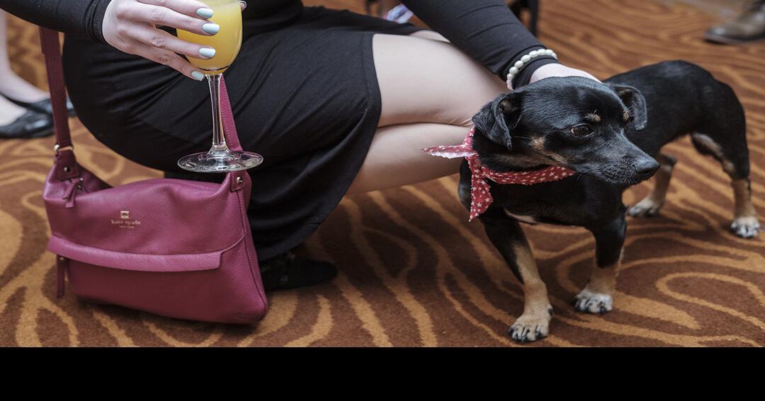 Furry Friends Benefit from Michigan Humane Society’s Purrfect Bow Wow ...