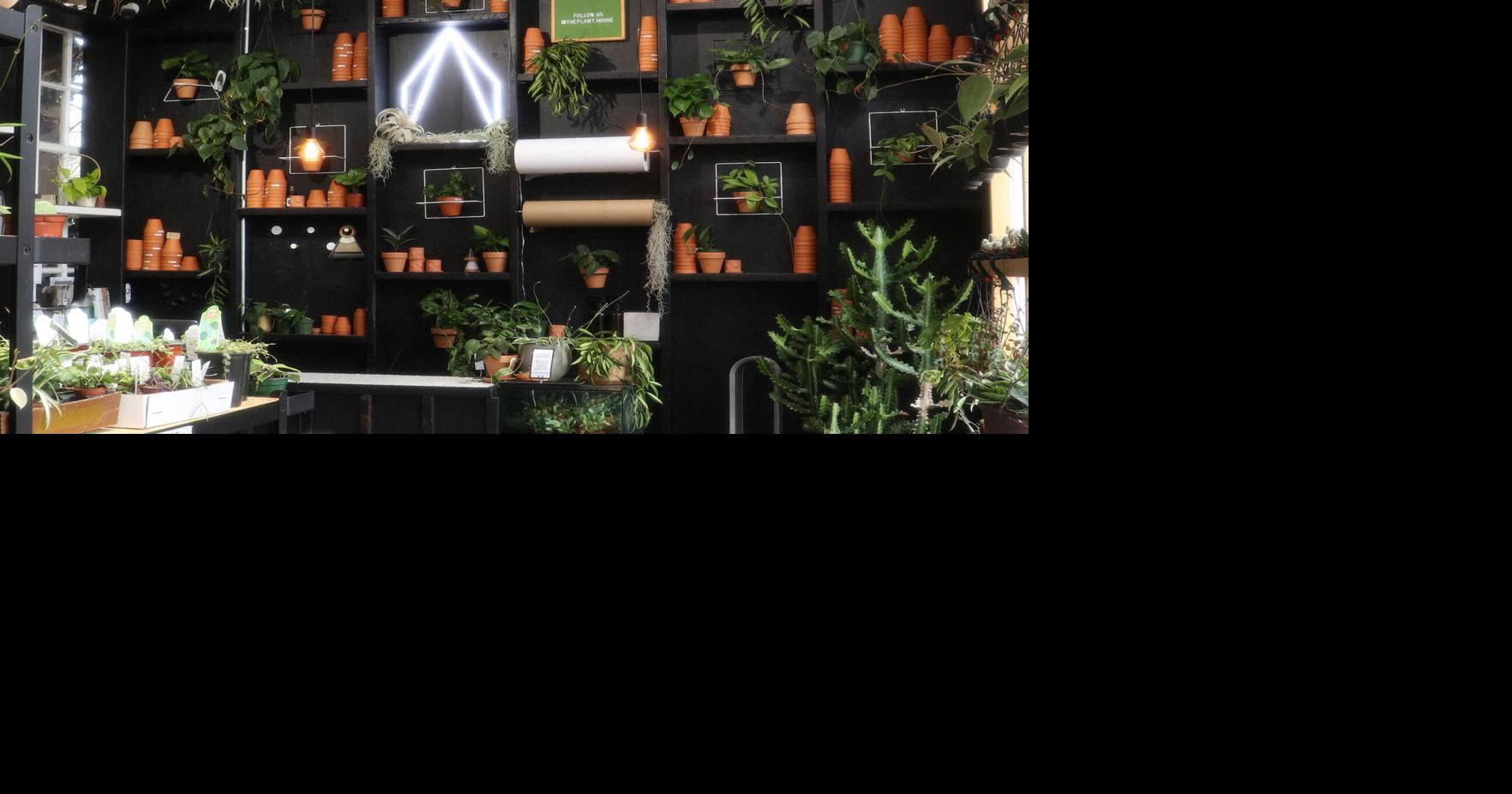 Where to Shop for Houseplants in Metro Detroit | Home | seenthemagazine.com