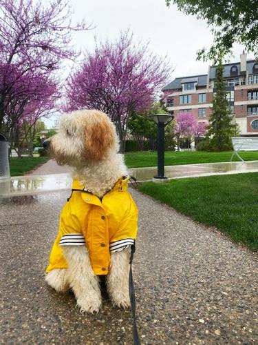 Pet SEEN: Cute Pets Featured in August | Pet SEEN | seenthemagazine.com