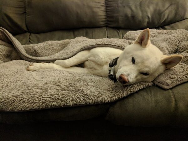 SEEN Pet of the Week: Manny | Pet SEEN | seenthemagazine.com