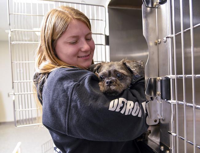 Kristina Millman-Rinaldi Saves Dogs and Humans Through Detroit Dog ...