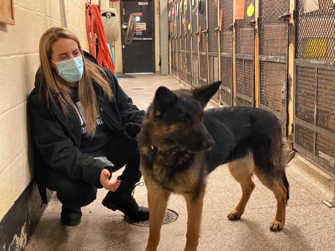 Kristina Millman-Rinaldi Saves Dogs and Humans Through Detroit Dog ...