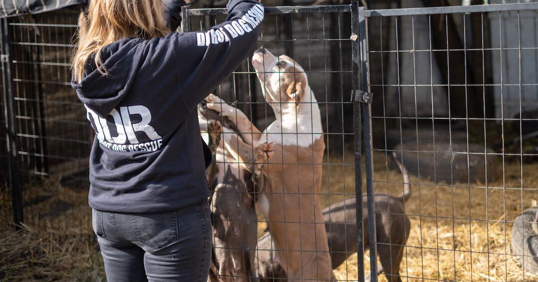 6 Ways to Help Stray Dogs in Metro Detroit | Businesses ...