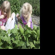 Scouts grow gardening knowledge | News | seguingazette.com
