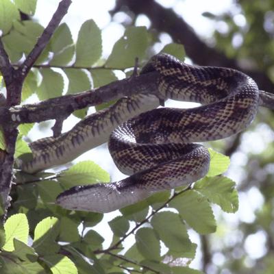 MIMS: Sneaky Snake Surprise | Community Columnists | seguingazette.com