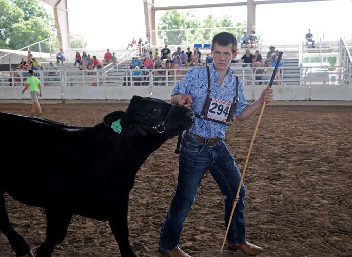 Students show off steers at stock show | News | seguingazette.com
