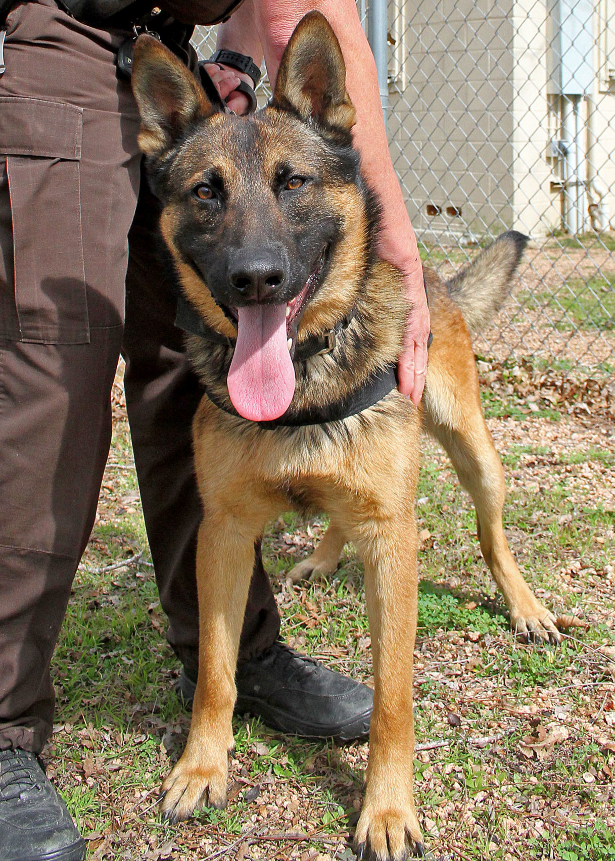 GCSO honors K9 Rex with a memorial service following his death | News ...