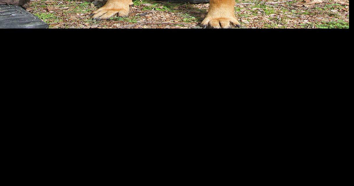 GCSO honors K9 Rex with a memorial service following his death | News ...