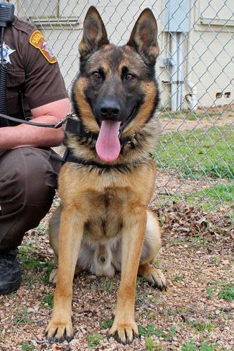 GCSO honors K9 Rex with a memorial service following his death | News ...