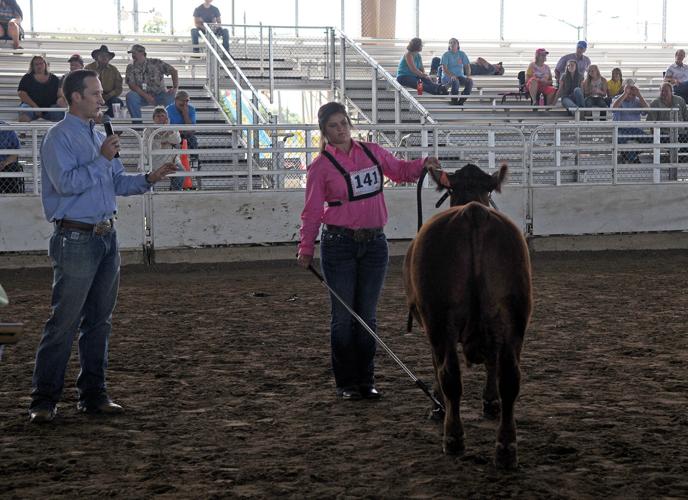 Students show off steers at stock show | News | seguingazette.com