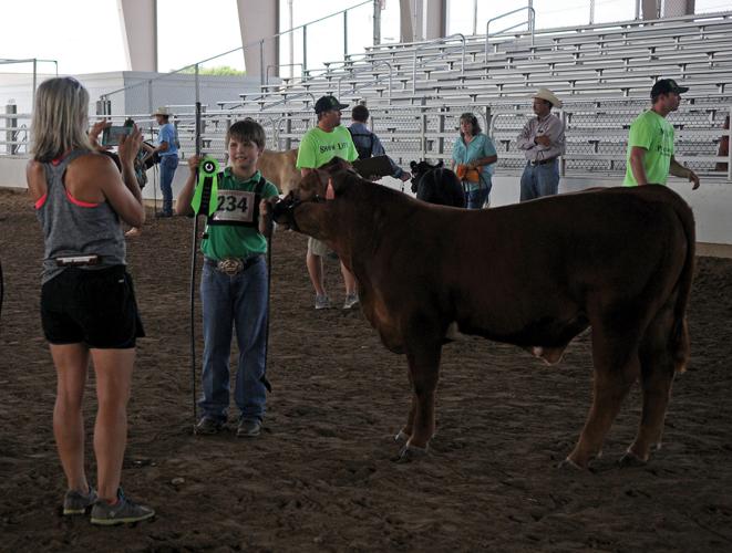 Students show off steers at stock show | News | seguingazette.com