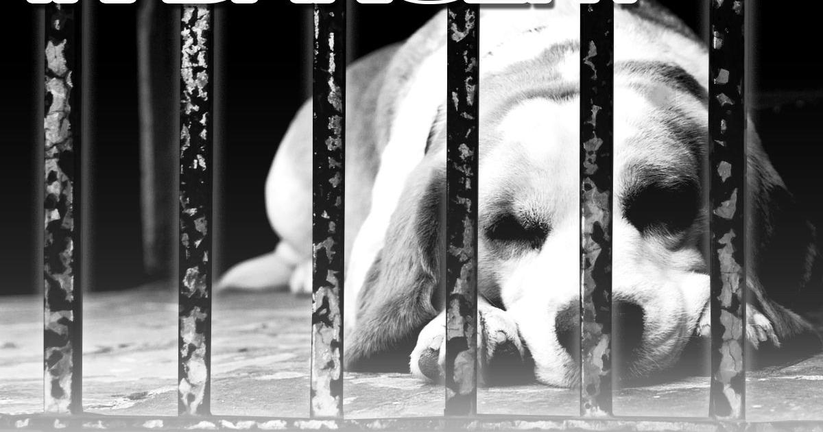 Campaign urges prison to keep Paws in Prison program | Alert ...