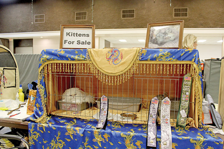 SHOW AND TAIL: Feline lovers pounce on Seguin for second area CFA cat ...