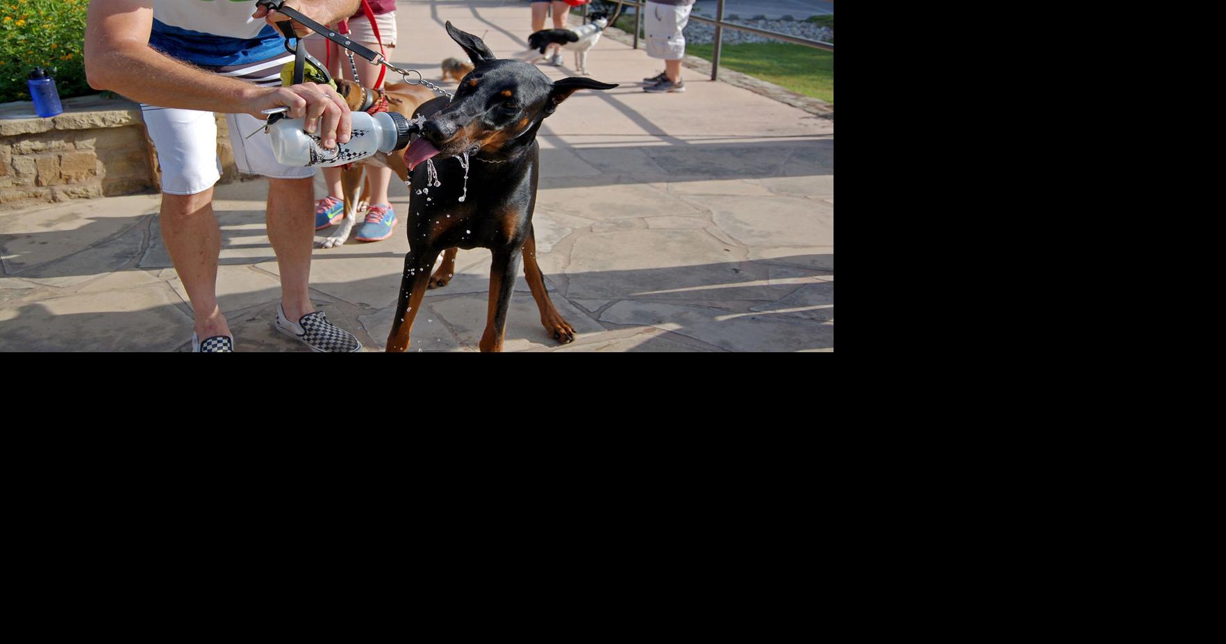 Owners mind pets’ business during Community Dog Walk | News ...