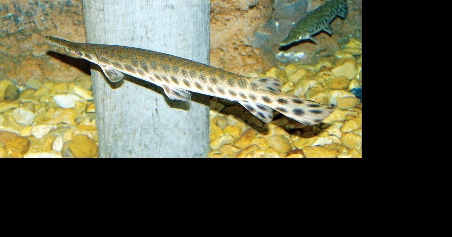 MIMS: A fish out of time, the ancient gar prowls the waters of Texas ...