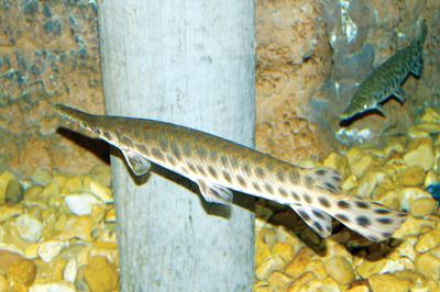 MIMS: A fish out of time, the ancient gar prowls the waters of Texas ...