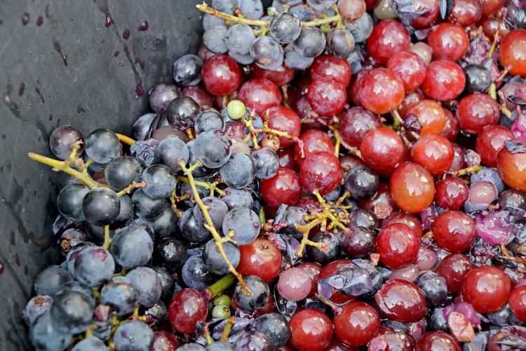 Grape Expectations: Feet used for artistic feats at wine stomp | News ...