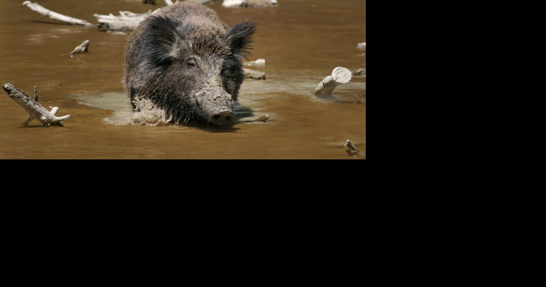 County continues feral hog hunting program | Alert | seguingazette.com