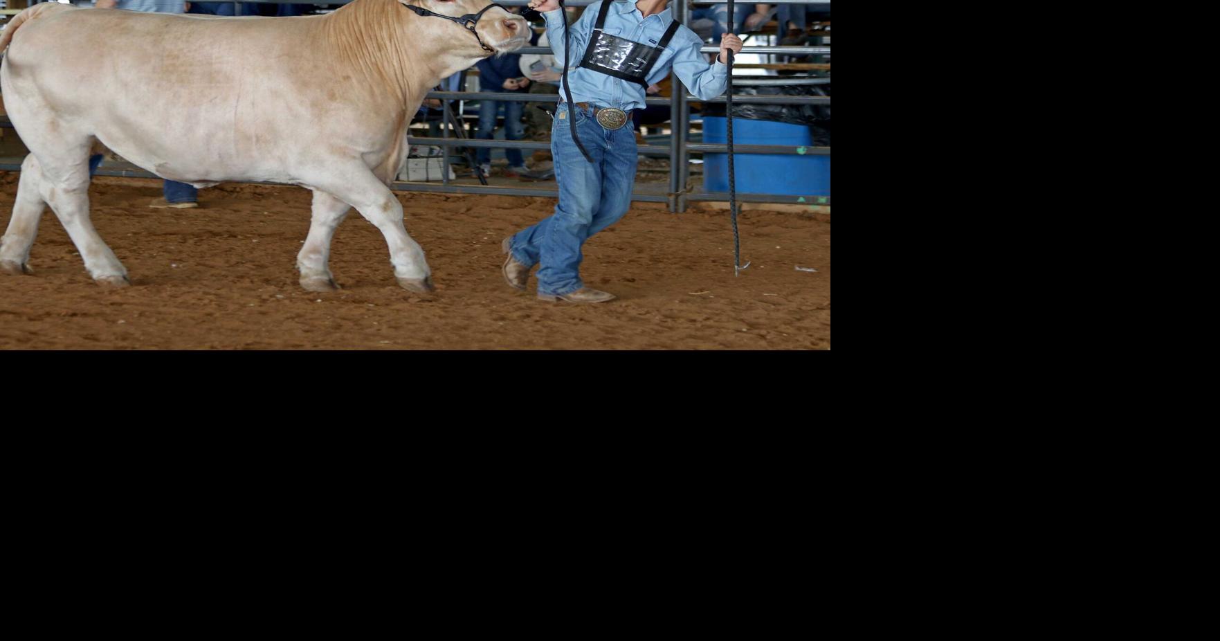 Students display months of work in Guadalupe County Youth Show ring ...