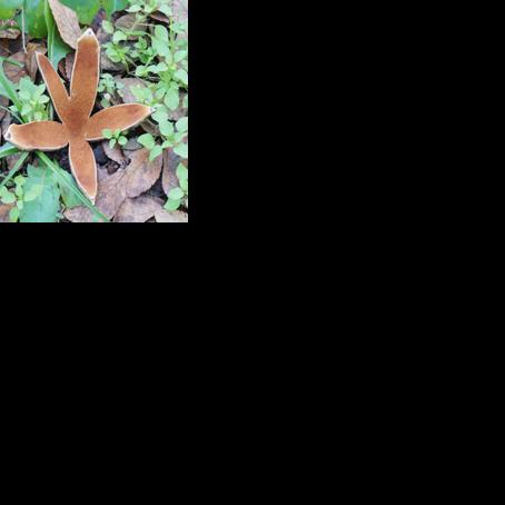 MIMS: Texas stars have finally returned | Alert | seguingazette.com