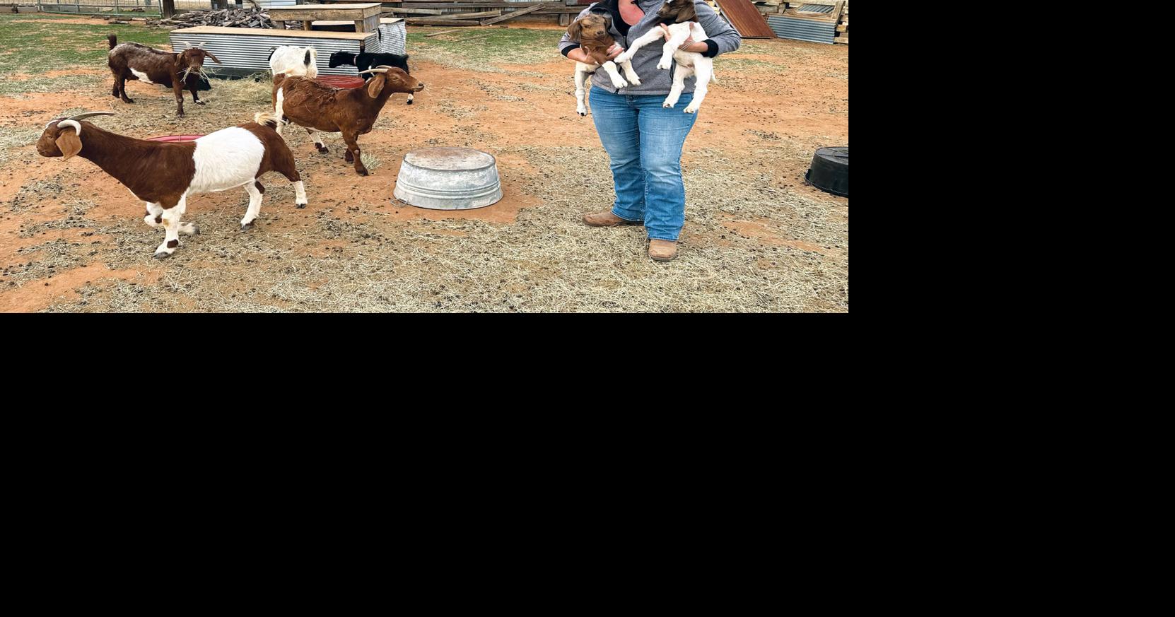 Seguin farm family gives baby goat a second chance at life | Magazine ...