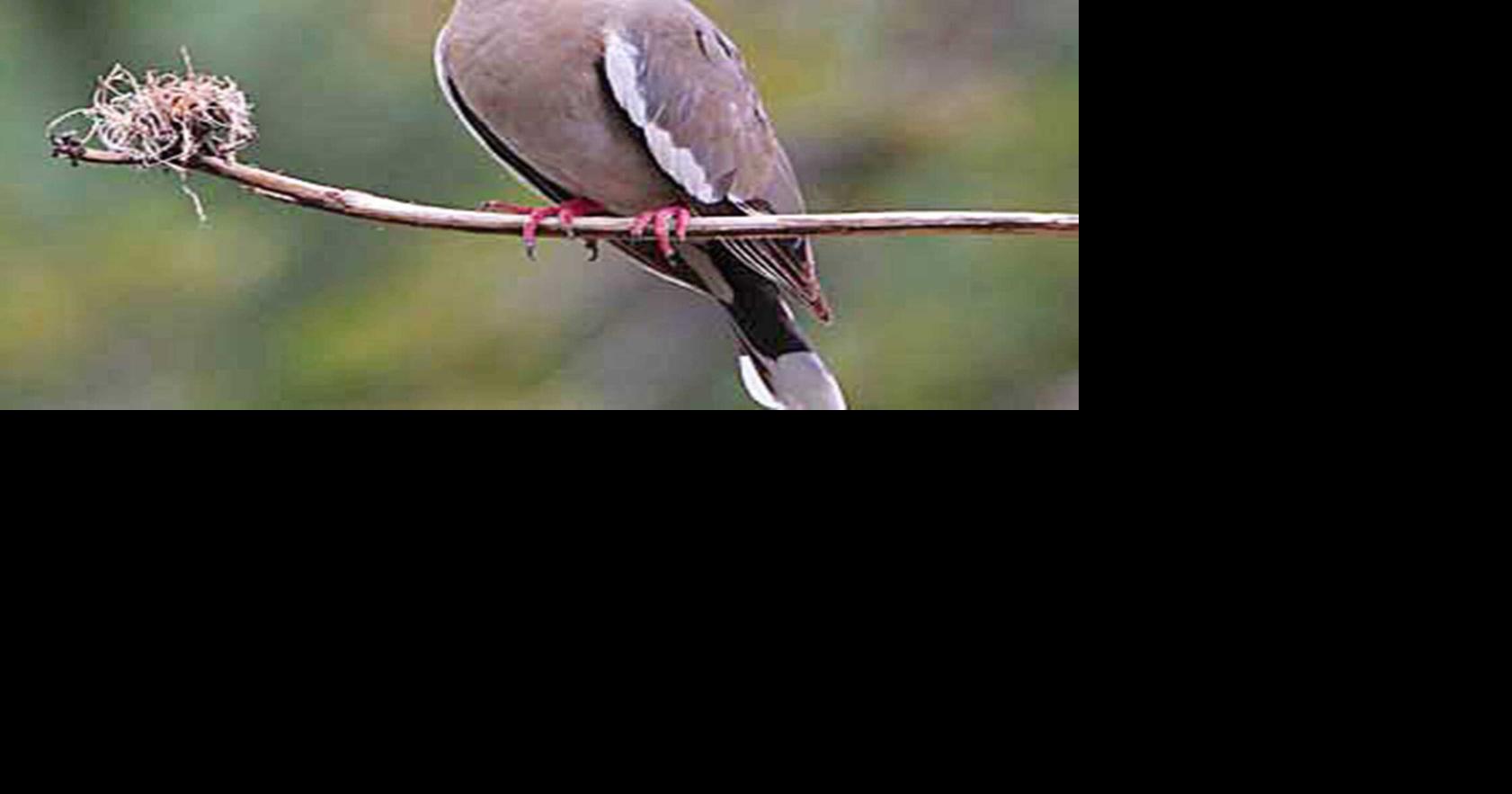 Officials offer safety tips, reminders for dove hunting | News ...
