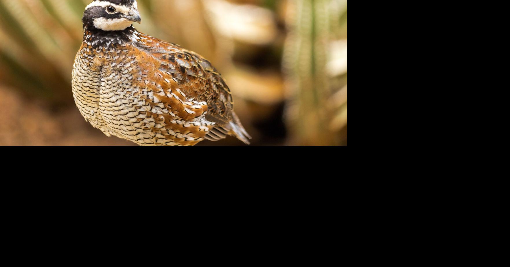 Quail keeping packs amazing profits for the elderly animal lover ...