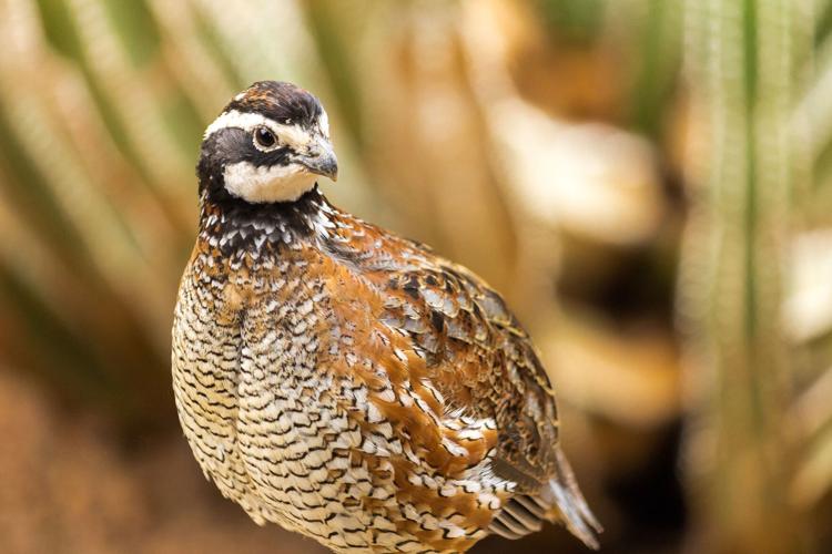 Quail keeping packs amazing profits for the elderly animal lover ...