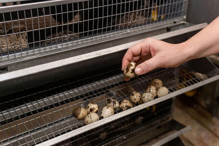 Quail keeping packs amazing profits for the elderly animal lover ...