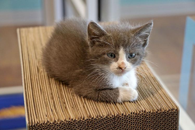 READY FOR A HOME: New Seguin Animal Services center built with adoption ...