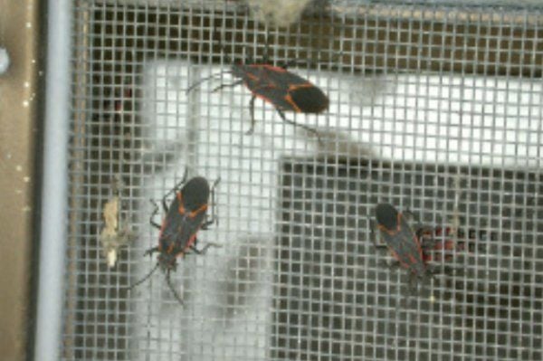 Four fall invaders to prepare to encounter | Local News | sentinel-echo.com