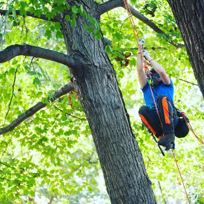 Levi Jackson park hosting tree climbing championship this weekend ...