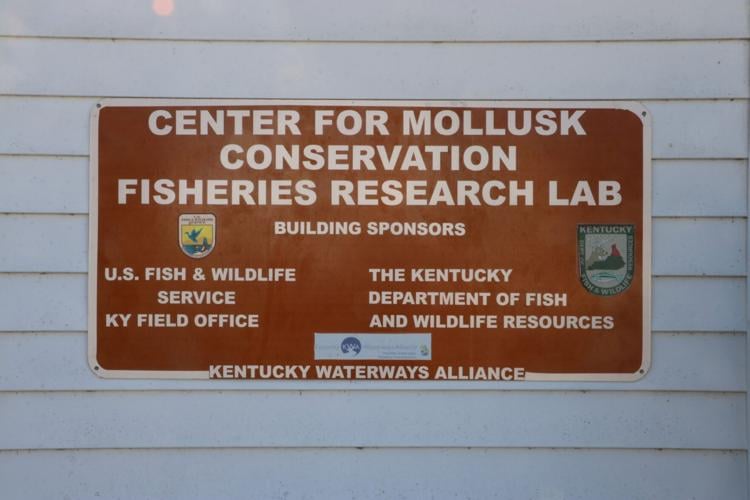 Freshwater mussel populations have seen rapid declines in some rivers ...