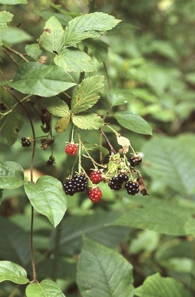 Brambles Rubus spp. | Columns | sentinel-echo.com