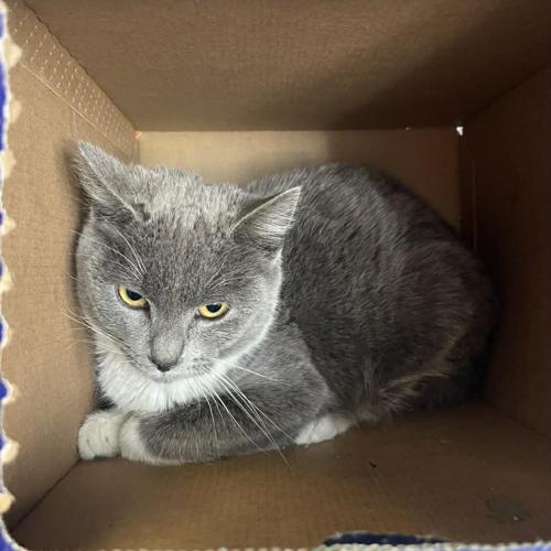PETS OF THE WEEK: Oreo and Grayson | Community | sentinel-echo.com