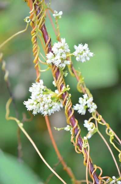 PLANT FOLKLORE: Common Dodder — Cuscuta gronovii | News | sentinel-echo.com