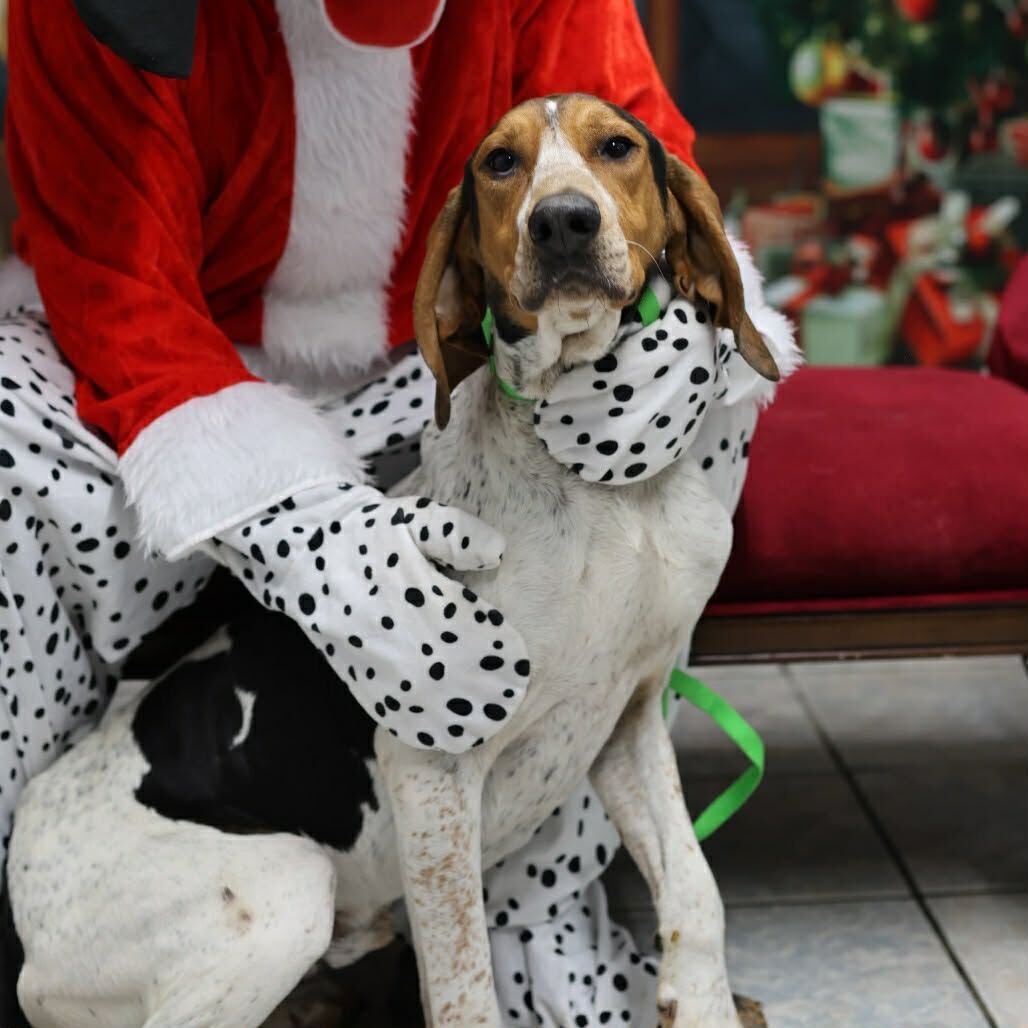 DOG OF THE WEEK: Ron | Community | sentinel-echo.com