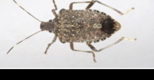 Four fall invaders to prepare to encounter | Local News | sentinel-echo.com