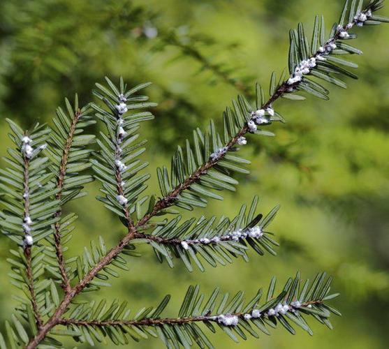 Invasive species putting Keystone Tree at risk | Local News | sentinel ...