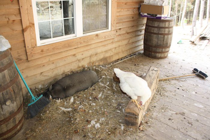 Rains' Living off the Land pictures | | sentinel-echo.com