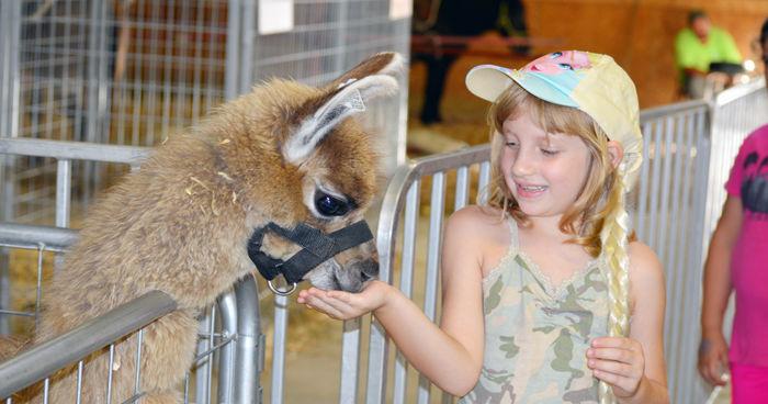 Photo Gallery: Thursday night at the Laurel County Fair | Gallery ...