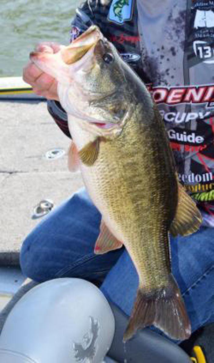 Age and growth of largemouth bass | Sports | sentinel-echo.com