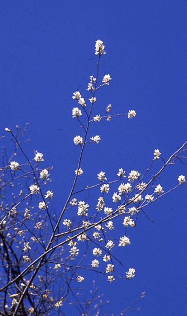 Sarvis Tree | Lifestyles | sentinel-echo.com