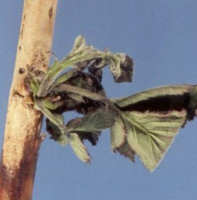 Cane blight of brambles | Local News | sentinel-echo.com