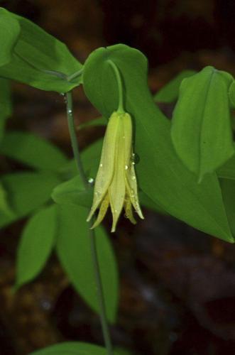 PLANT FOLKLORE: Perfoliate Bellwort - Uvularia perfoliate | Lifestyles ...