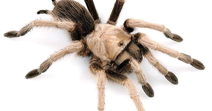 Bay Area tarantula migration peaks in time for spooky season | Findings ...