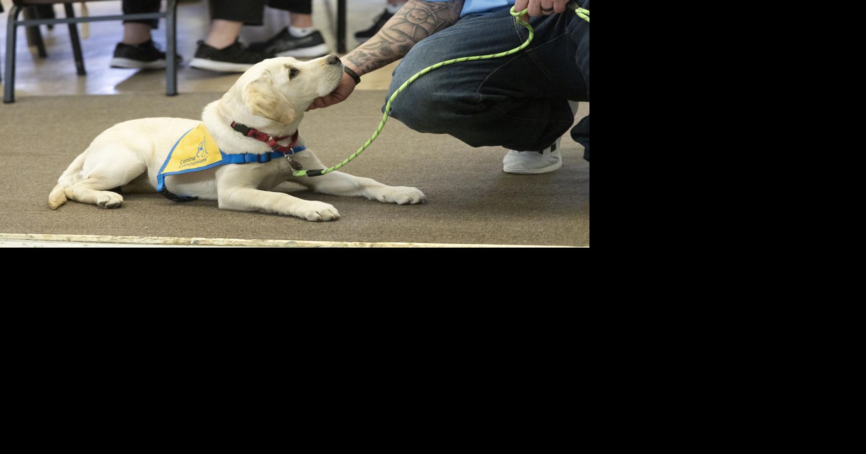 San Quentin service-dog program graduates first puppies | Education ...