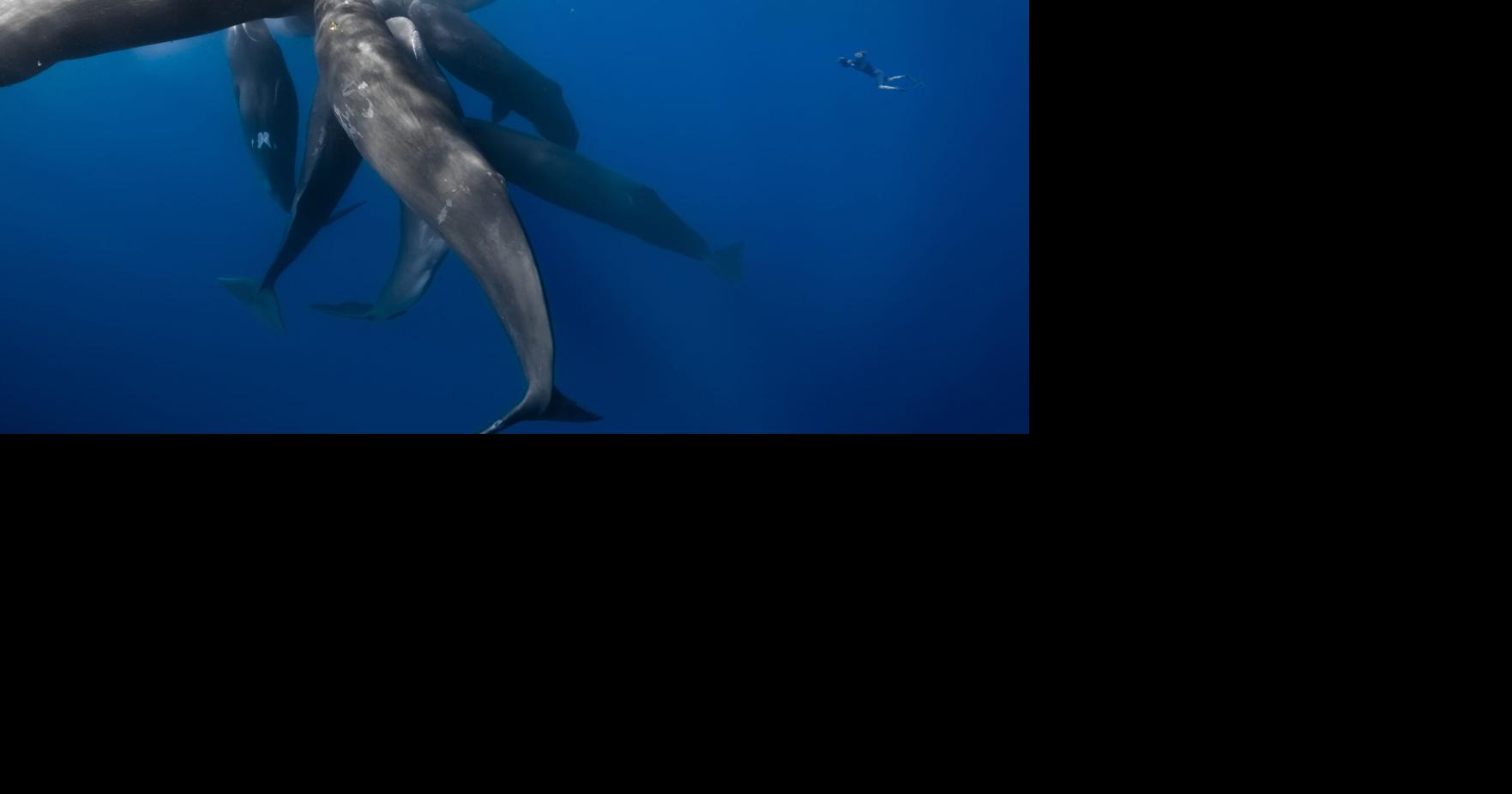 SF International Ocean Film Festival held at Cowell Theatre | Movies ...